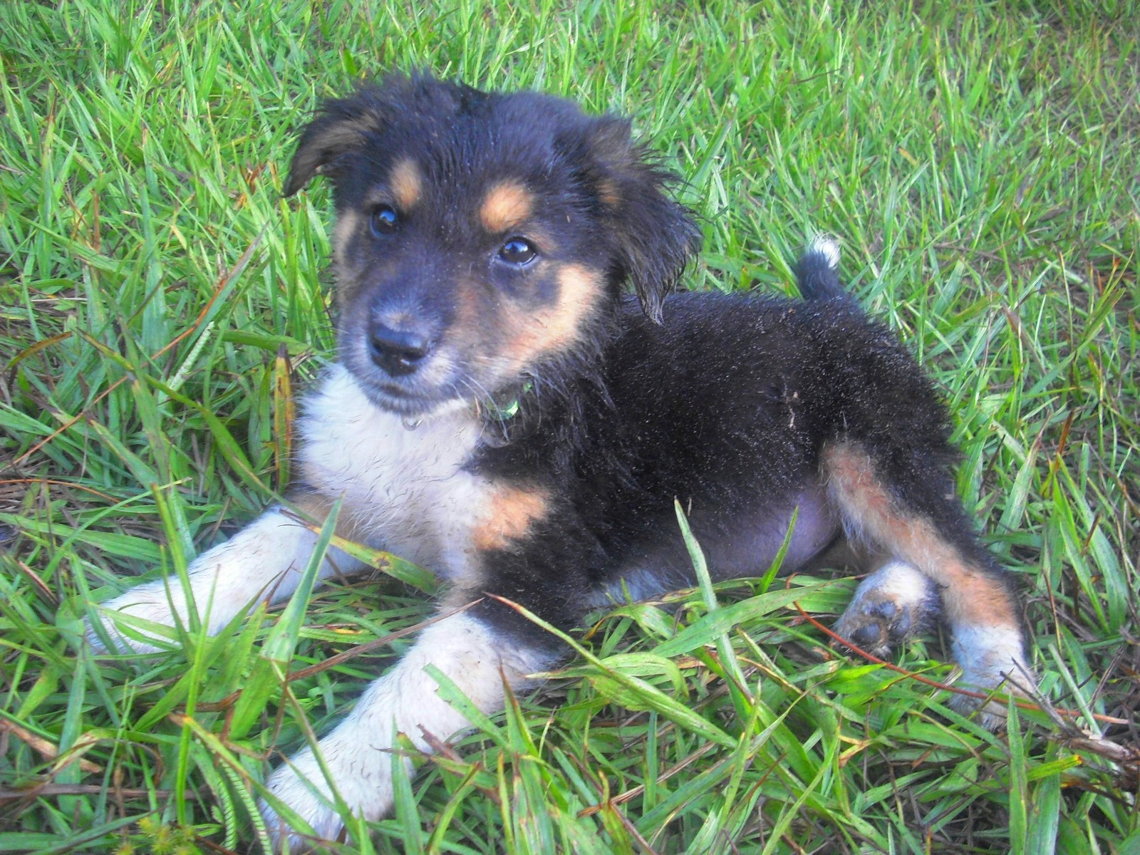 Rowdy the Aussie Puppy ~ Adopted | The Dog Liberator™